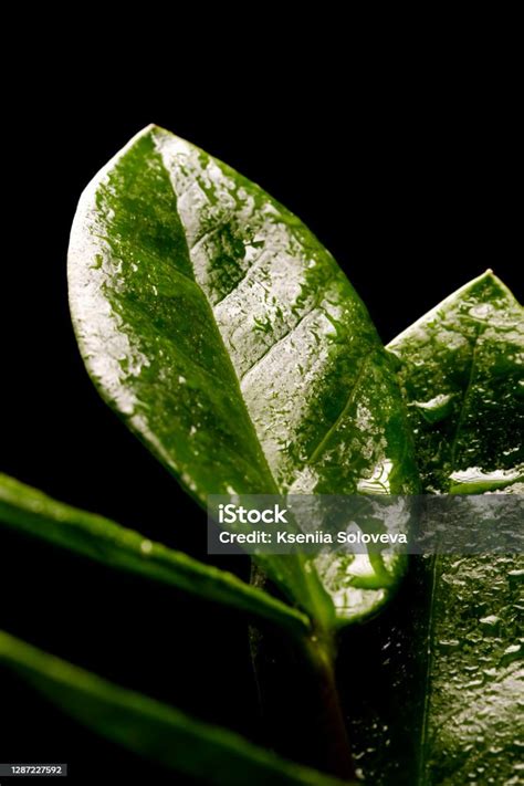 Bunga Zamioculcas Zamiifolia Terisolasi Dengan Latar Belakang Hitam