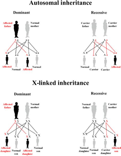 In Autosomal Dominant Inheritance Php Cid Telegraph