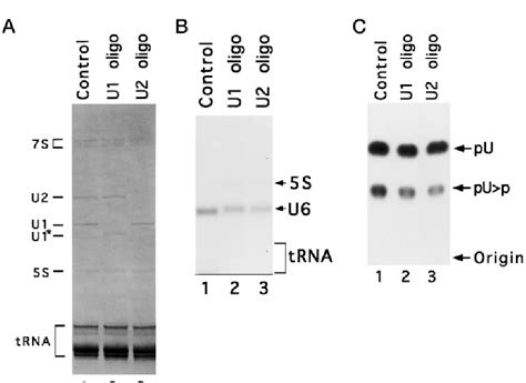 Figure 1 From Formation Of 2′ 3′ Cyclic Phosphates At The 3′ End Of