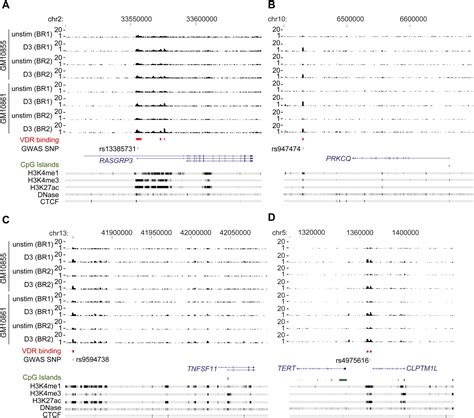 A Chip Seq Defined Genome Wide Map Of Vitamin D Receptor Binding