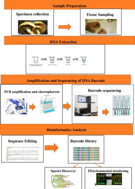 Taxonomy Dna Barcoding Plantlet
