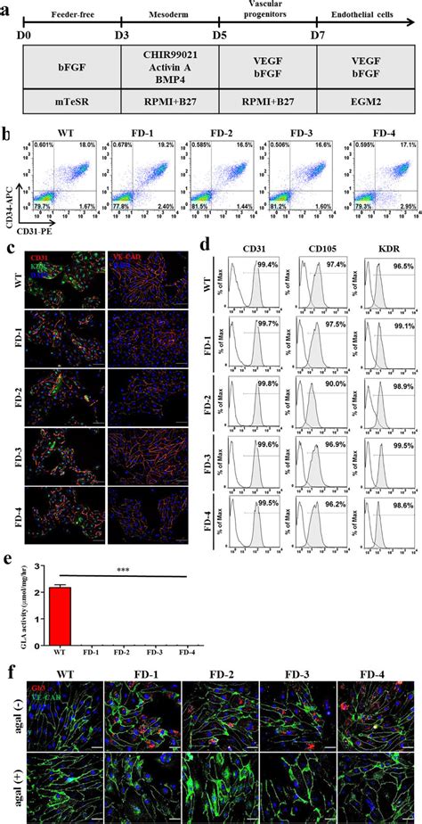 Differentiation Of Fd Ipscs Into Vascular Endothelial Cells Vecs A