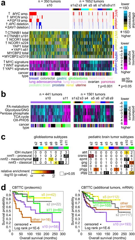 Pan Cancer Proteomic Subtypes Involving Brain Tumors A Across S10