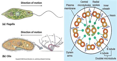 Cilia And Flagella Definition Structure Functions And Diagram