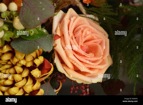 Lachs Blume Fotos Und Bildmaterial In Hoher Auflösung Alamy