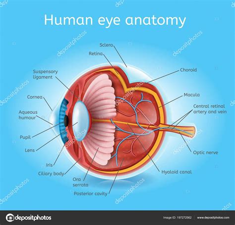 Esquema Del Ojo Humano Detallada Anatomía Del Ojo Humano Sección