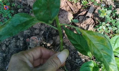 Tanaman Lombok Di Bekare Bungkal Diserang Tungau Daun Keriting Dan