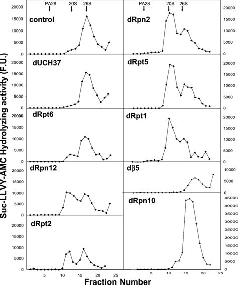 Glycerol Density Gradient Centrifugation Of Extracts From Cells