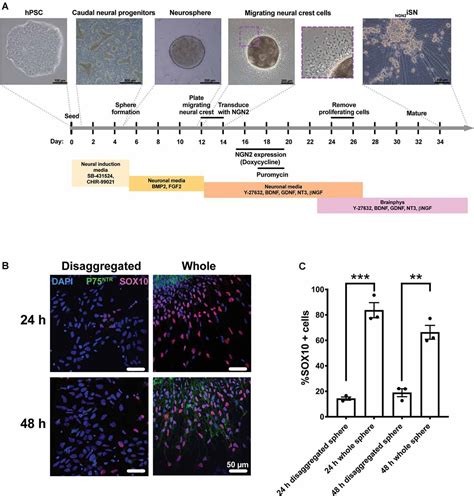 Frontiers Molecular And Functional Characterization Of Neurogenin 2