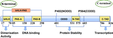 Functional Domains In Hif 1α Transcription Factors Hif 1α Contains A