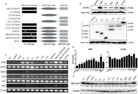 Frontiers Analysis Of Porcine Rig I Like Receptors Revealed The