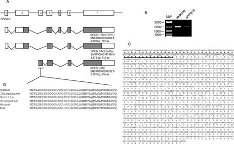 Schematic Representation Of Nfe2l1 616 A Schematic Diagram Of Human