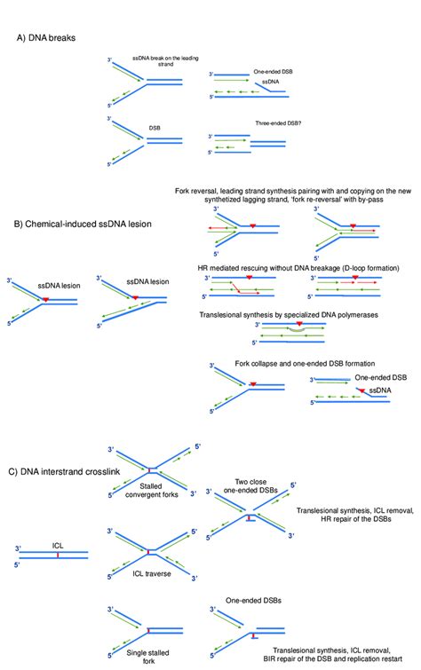 Possible Outcomes Of Replication Forks Meeting A Dna Lesion A The