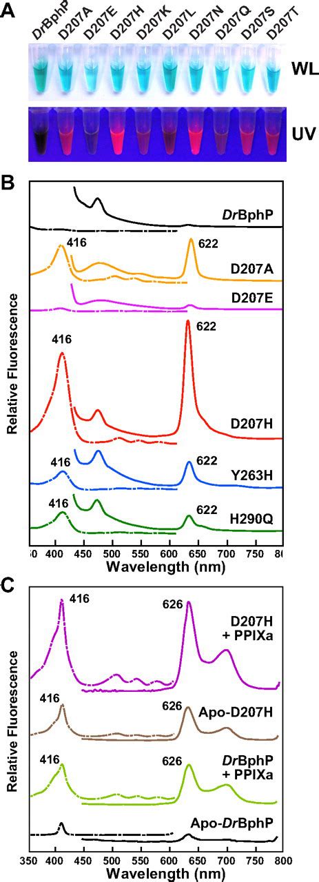 Mutational Analysis Of Deinococcus Radiodurans Bacteriophytochrome