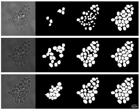Applied Sciences Free Full Text Yeastnet Deep Learning Enabled