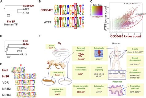 Figures And Data In Conservation Of Transcription Factor Binding