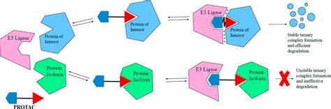 Degradation Of Protein Kinases Ternary Complex Cooperativity And