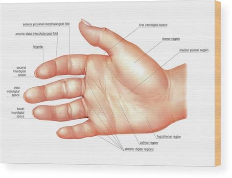 anatomy regions of the hand wood print by asklepios medical atlas