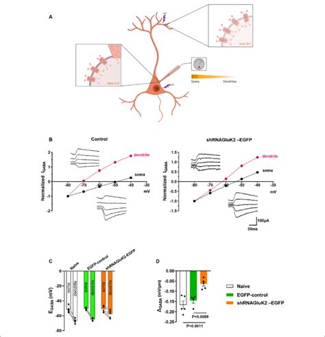 Gluk2 Silencing Reduces Chloride Extrusion Efficacy In Ca3