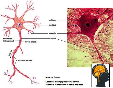 Nervous Tissue Neurons Are Surrounded By Neuroglia Such As Schwann