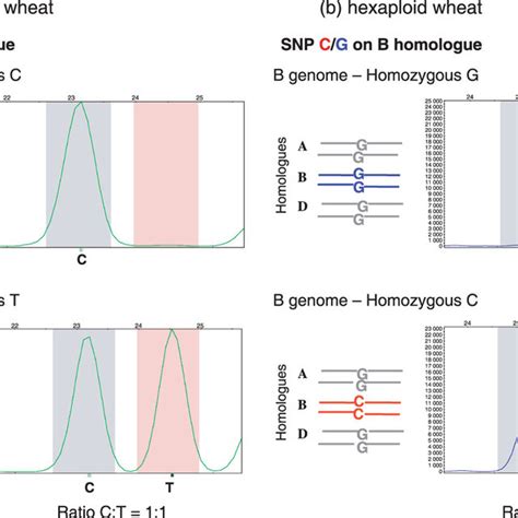 Pdf High Throughput Single Nucleotide Polymorphism Genotyping In