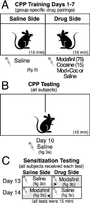 Schematic Of Procedure For Experiment 1 A On Days 1 7 Mice First