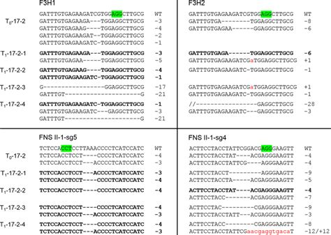 Mutation Types Of T0 Plants T0‐17‐2 And Their Descendants Pam In