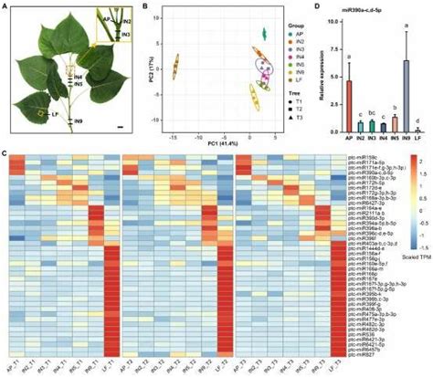 Samples For Small Rna Sequencing And Differentially Expressed Mirna