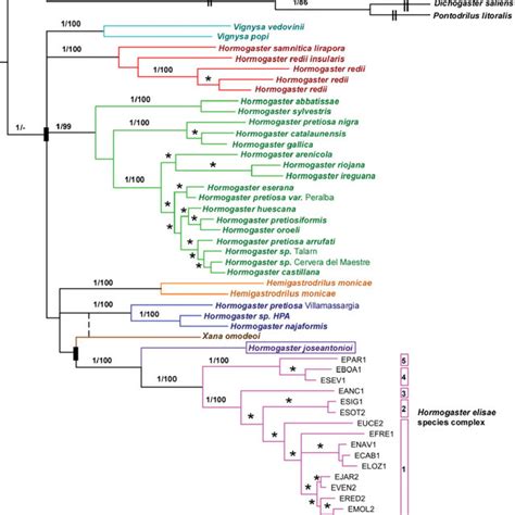 Bayesian Inference Of The Phylogenetic Tree On The Concatenated