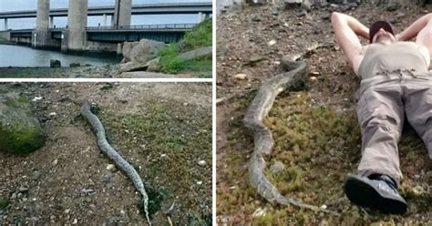it was a monster huge python washed up on british shores daily star