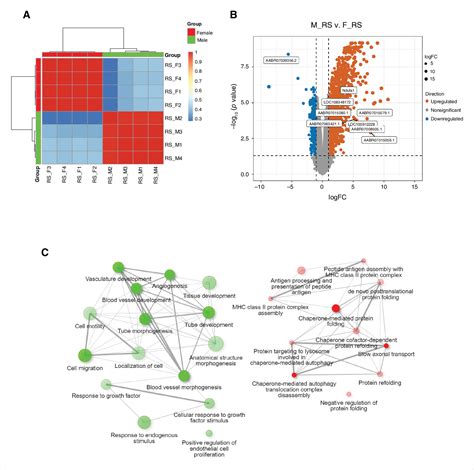 Figure 2 From Sex Specific Transcriptional Signatures In The Medial
