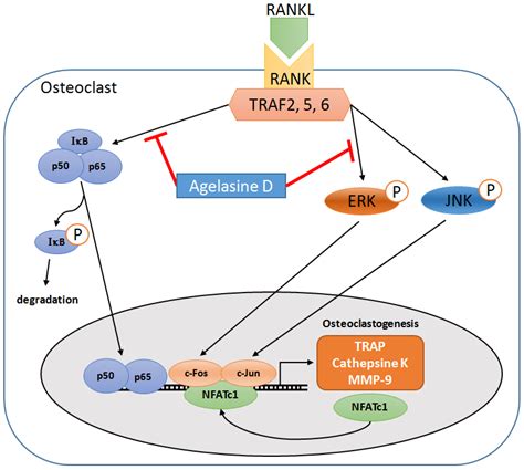 Marine Drugs Free Full Text Agelasine D Suppresses Rankl Induced