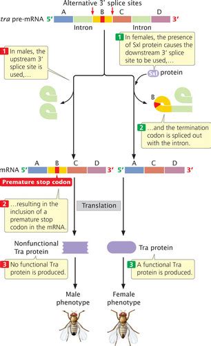 Rna Processing Alternative Splicing Editing Etc Lect 18