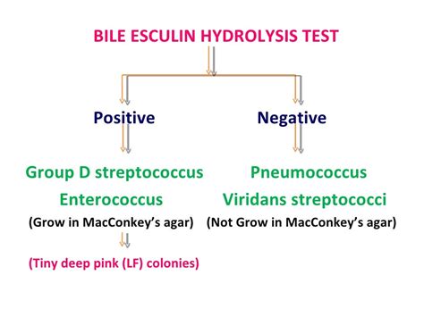 Bacterial Identification Chart