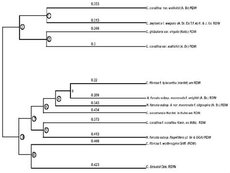 Dendrogram Showing Genetic Relatedness Between Various Species Of