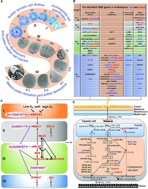 The 14 Stages Of Anther And Pollen Development And The Putative