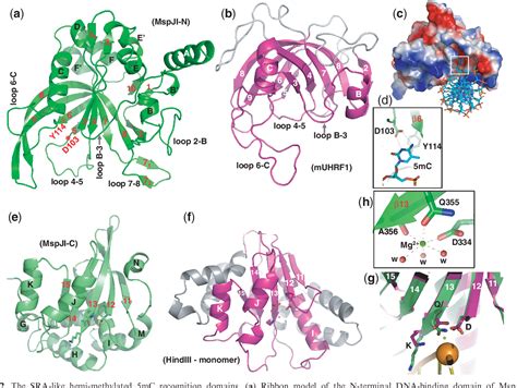Figure 2 From Structure And Cleavage Activity Of The Tetrameric Mspji