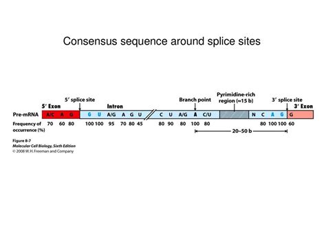Lecture 13 Post Transcriptional Processing Of Mrna Membranes Again