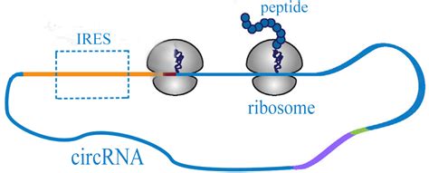 Circrnadb A Comprehensive Database For Human Circular Rnas With
