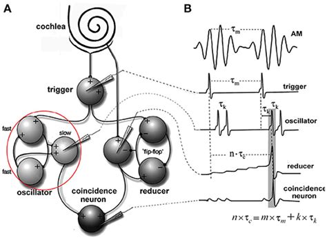 Frontiers Role Of Oscillations In Auditory Temporal Processing A