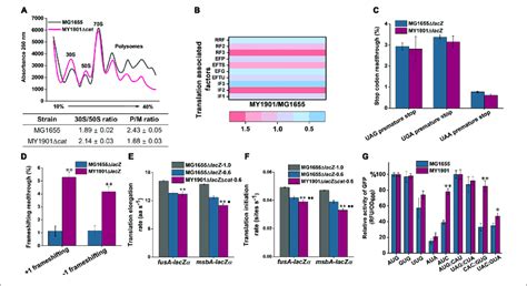 Effects Of Srp Suppressor On Translation Efficiency A Polysome