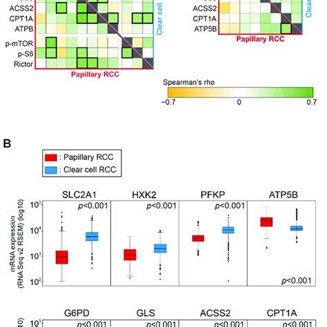 Expression And Correlation Of The Mtor And Metabolic Pathway Markers In