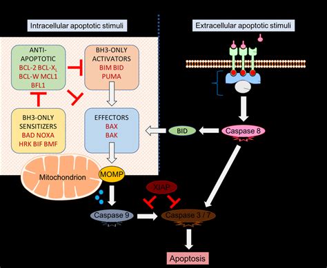 Apoptotic Signaling Pathway Extrinsic And Intrinsic Pathways Both