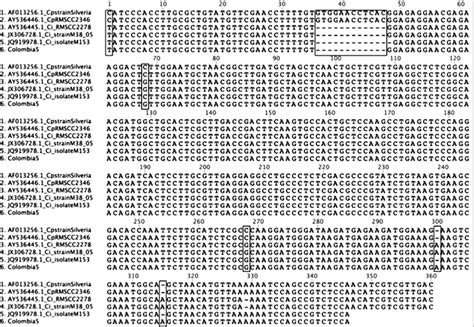 Nucleotide Sequence Alignment Of The Partial Pra Gene From Several