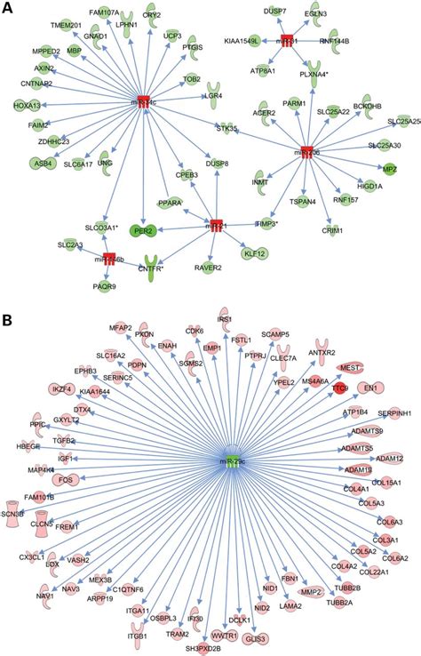 Identification Of Mirna–mrna Target Interactions Network Of Mirna–mrna