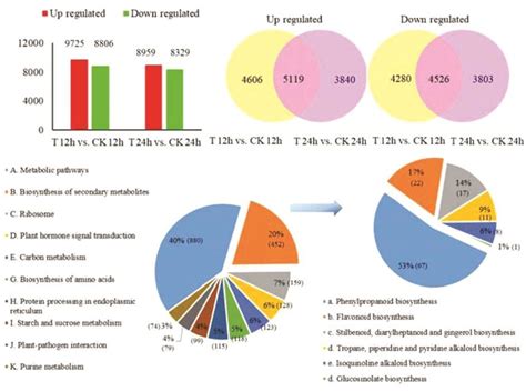 Overview Of Serial Analysis Of Degs Identified By Pairwise Comparisons