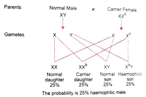 Haemophilia Is A Sex Linked Recessive Disorder Of Humans The Pedigree
