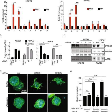 Prox1 Binds To The Mmp14 Promoter And Regulates Its Expression A