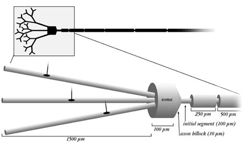 Neurons In Action Version 2 — Synaptic Integration Sample Tutorial