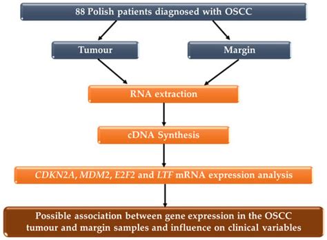Biomedicines Free Full Text Expression Profiles Of Cdkn2a Mdm2